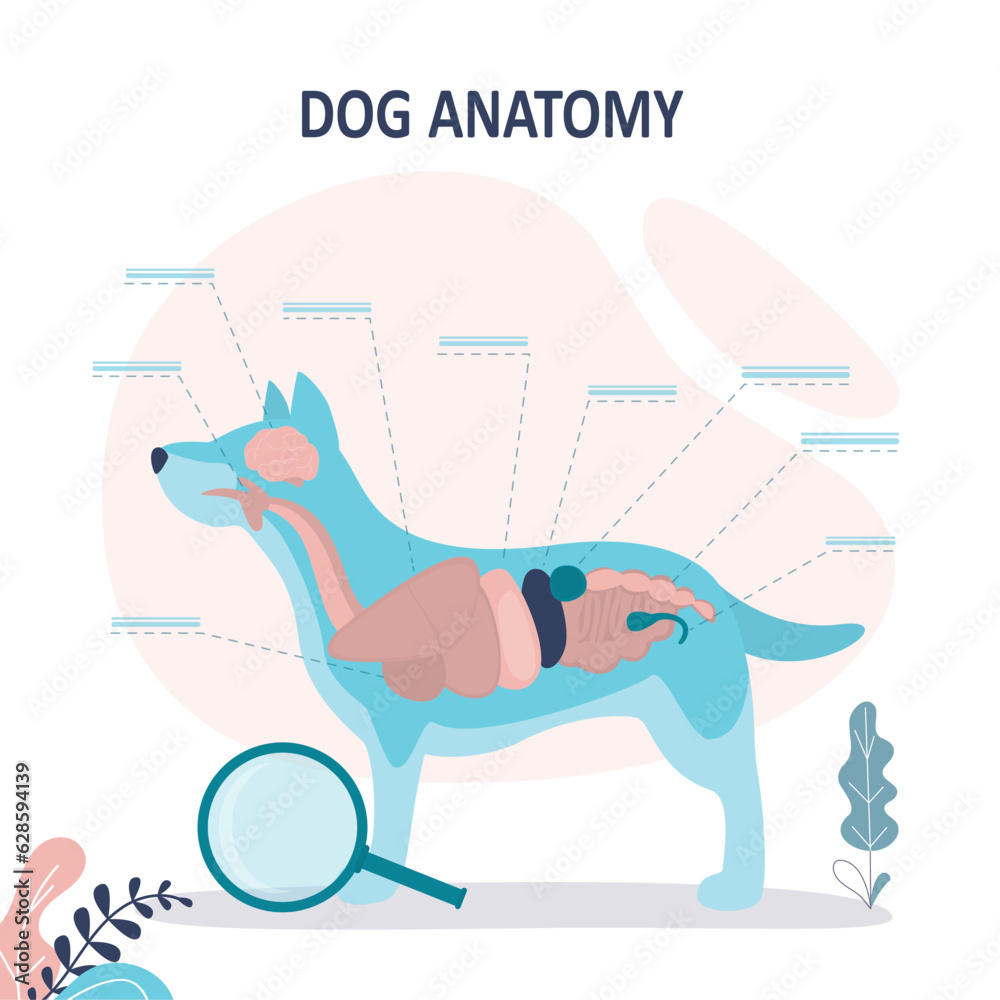Anatomy of dog with inside organ structure examination. Educational ...