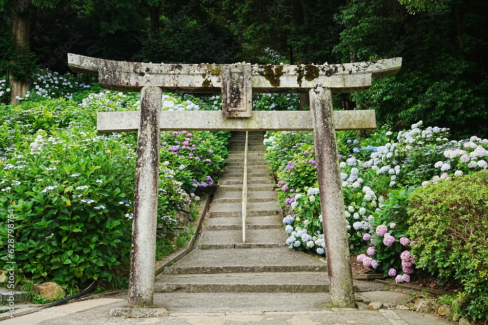 Hydrangea Flower and Torii Gate of Kibitu-jinja or Shrine in Okayama ...