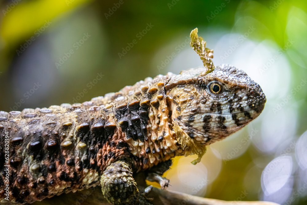 The Chinese crocodile lizard (Shinisaurus crocodilurus) is a ...