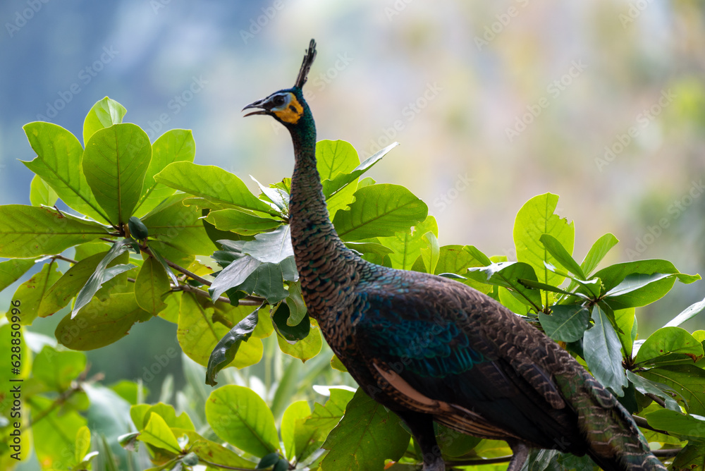 The green peafowl, Green Peacock, Pavo muticus is a peafowl species ...