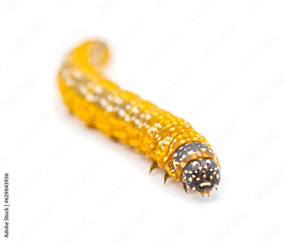 Omphalocera munroei - the Asimina pawpaw webworm moth caterpillar of ...