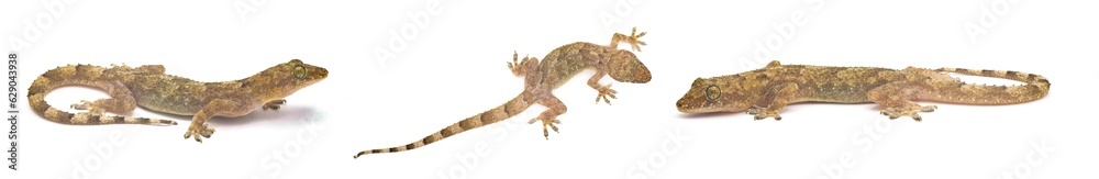 tropical, Afro American or cosmopolitan house gecko - Hemidactylus ...