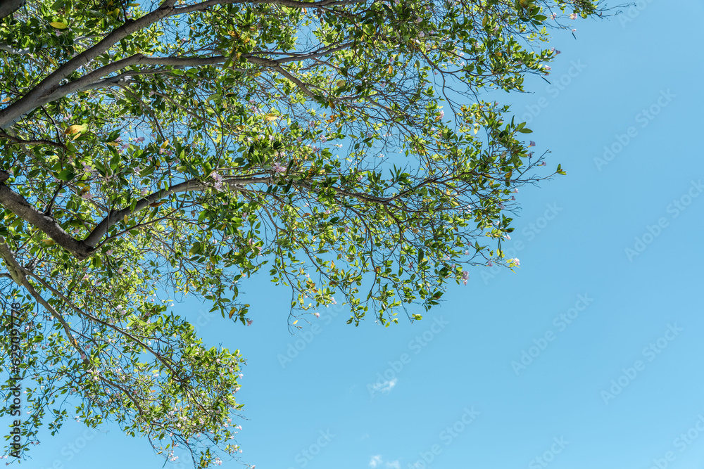 Tabebuia heterophylla, Roble blanco, pink manjack, pink trumpet tree ...