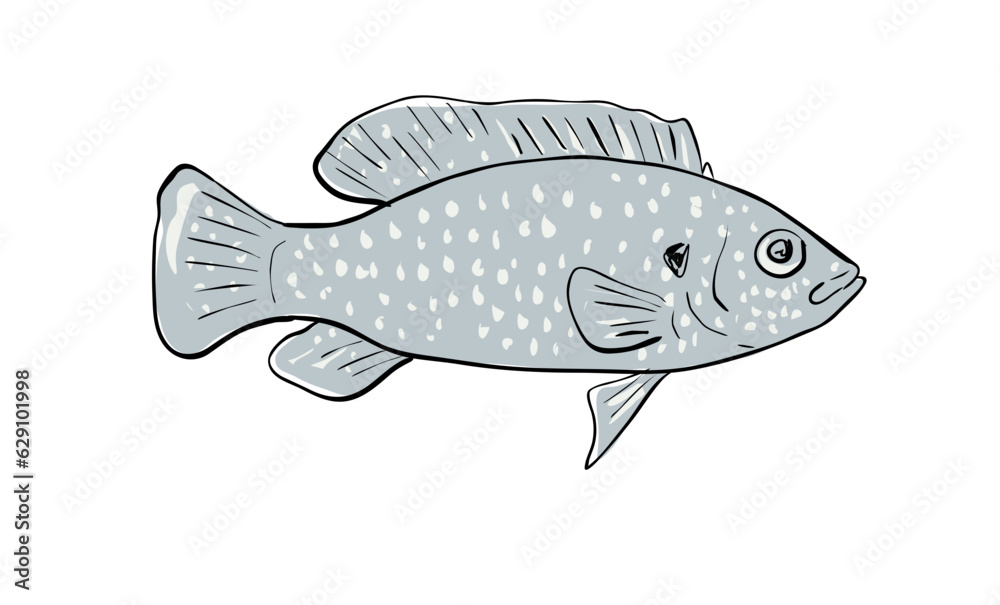 Cartoon style drawing sketch illustration of an African jewelfish ...
