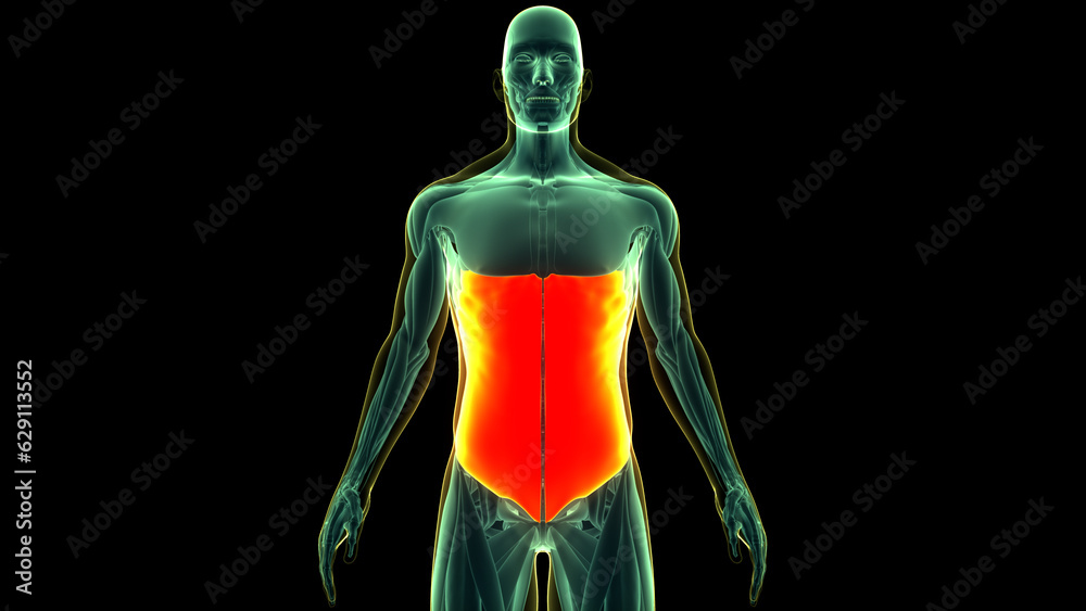 Human Muscular System Torso Muscles External Oblique Anatomy Stock ...