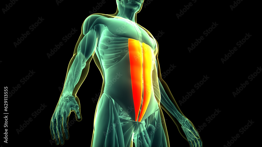 Ilustración de Stock Human Muscular System Torso Muscles Rectus ...