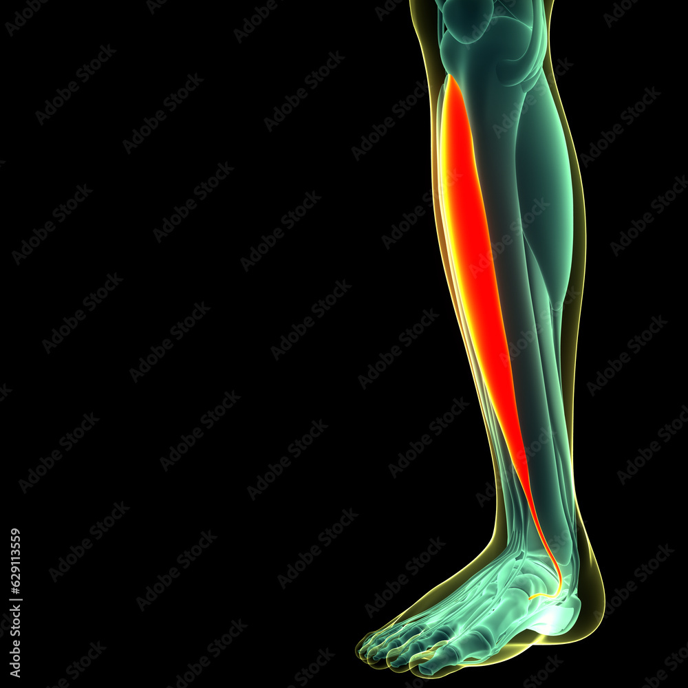 Human Muscular System Leg Muscles Tibialis Anterior Muscles Anatomy ...