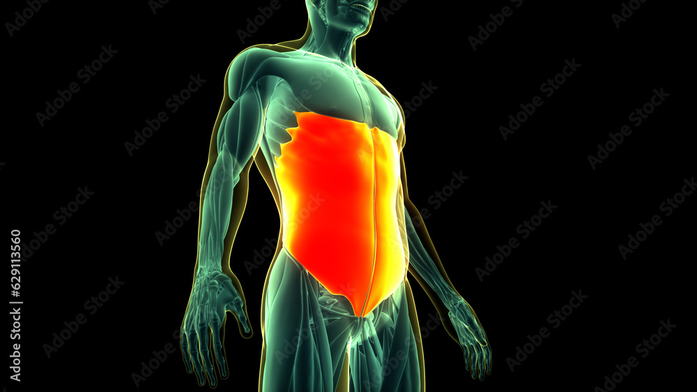 Human Muscular System Torso Muscles External Oblique Anatomy Stock ...