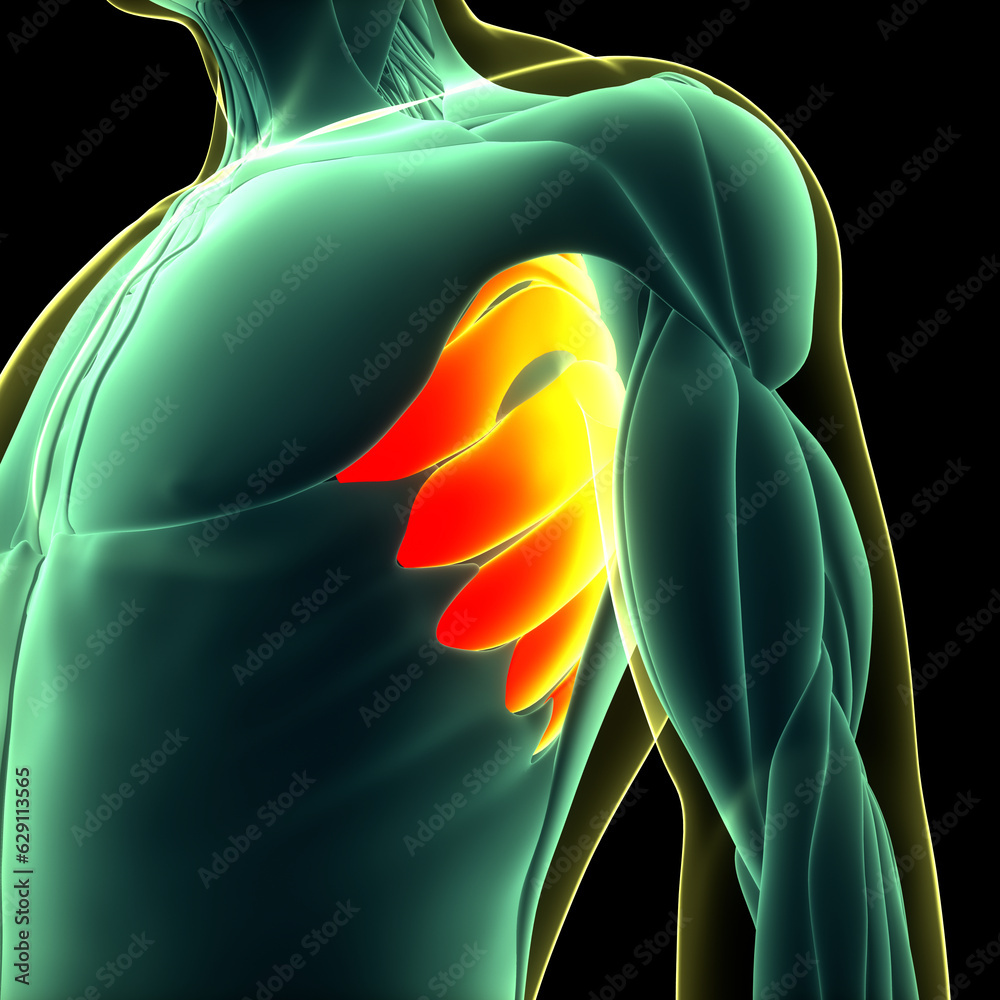 Human Muscular System Serratus Anterior Muscles Anatomy Stock ...