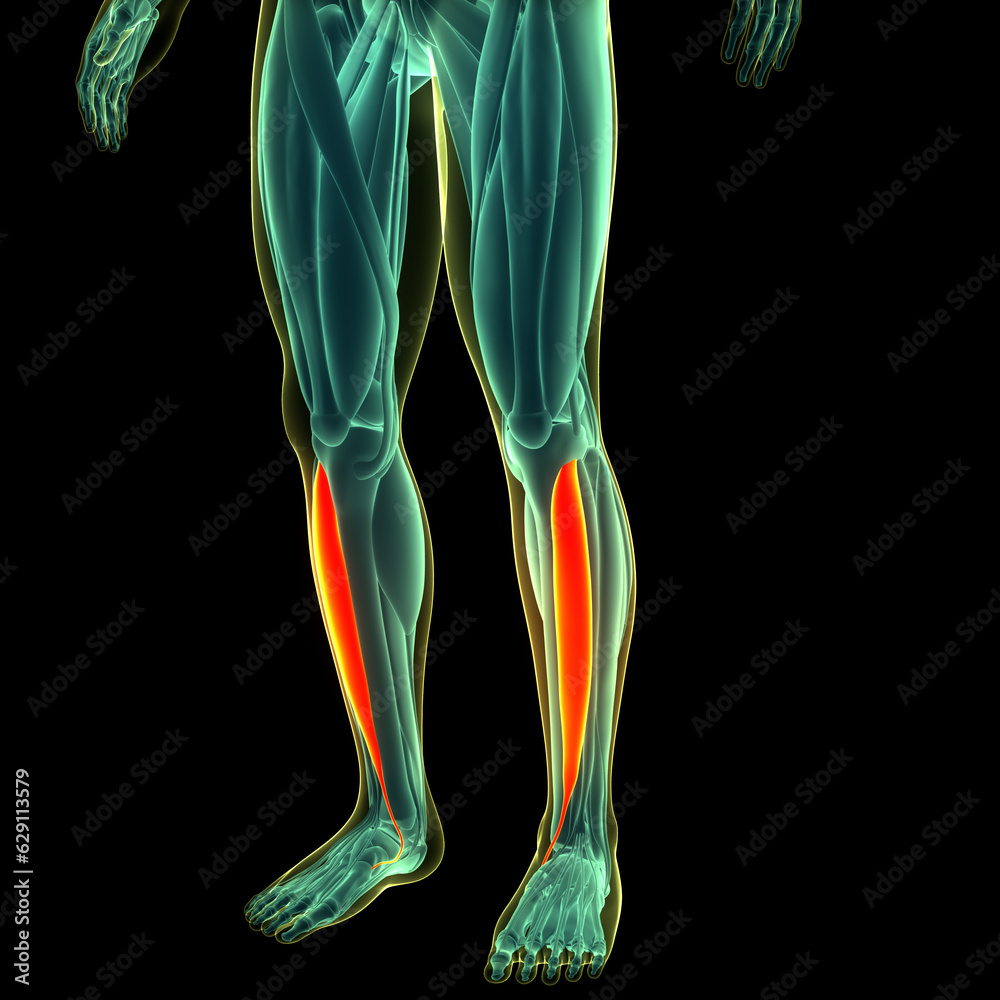 Ilustración de Stock Human Muscular System Leg Muscles Tibialis ...