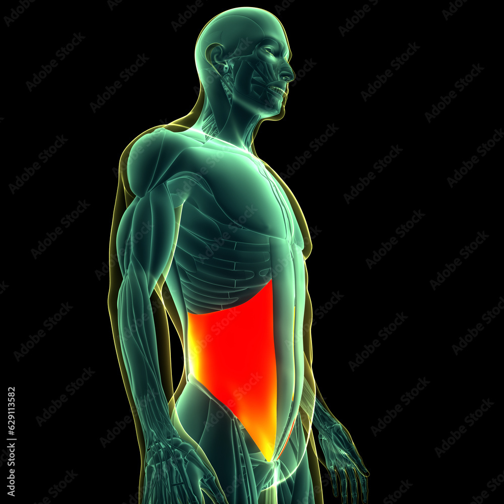 Ilustración de Stock Human Muscular System Torso Muscles Internal ...