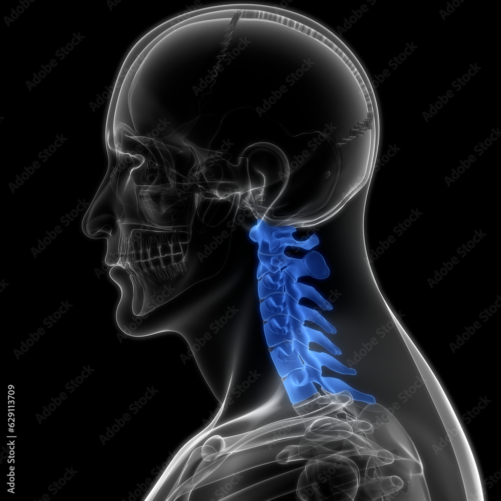 Spinal Cord Vertebral Column Cervical Vertebrae Of Human Skeleton 7015