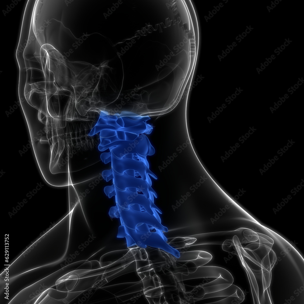 Ilustración de Stock Spinal Cord Vertebral Column Cervical Vertebrae of Human Skeleton System ...