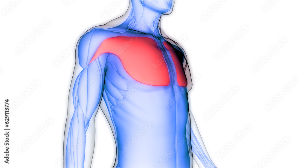 Human Muscular System Torso Muscles Pectoral Muscles Anatomy Stock ...