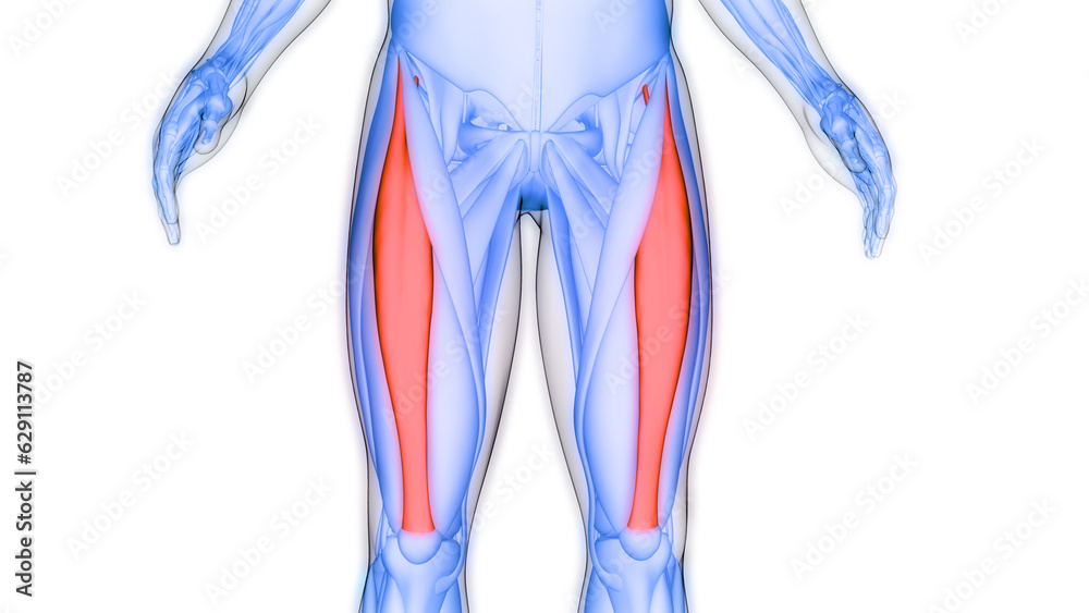 Human Muscular System Leg Muscles Rectus Femoris Muscles Anatomy Stock ...
