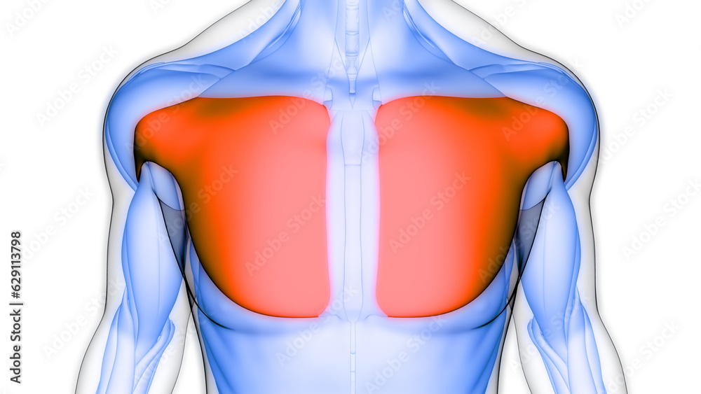 Human Muscular System Torso Muscles Pectoral Muscles Anatomy Stock ...