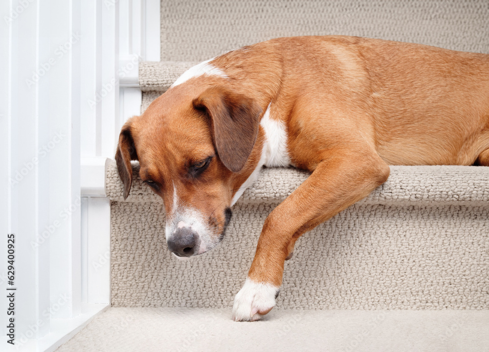 Foto de Stock Bored dog lying on staircase and looking at camera. Cute ...