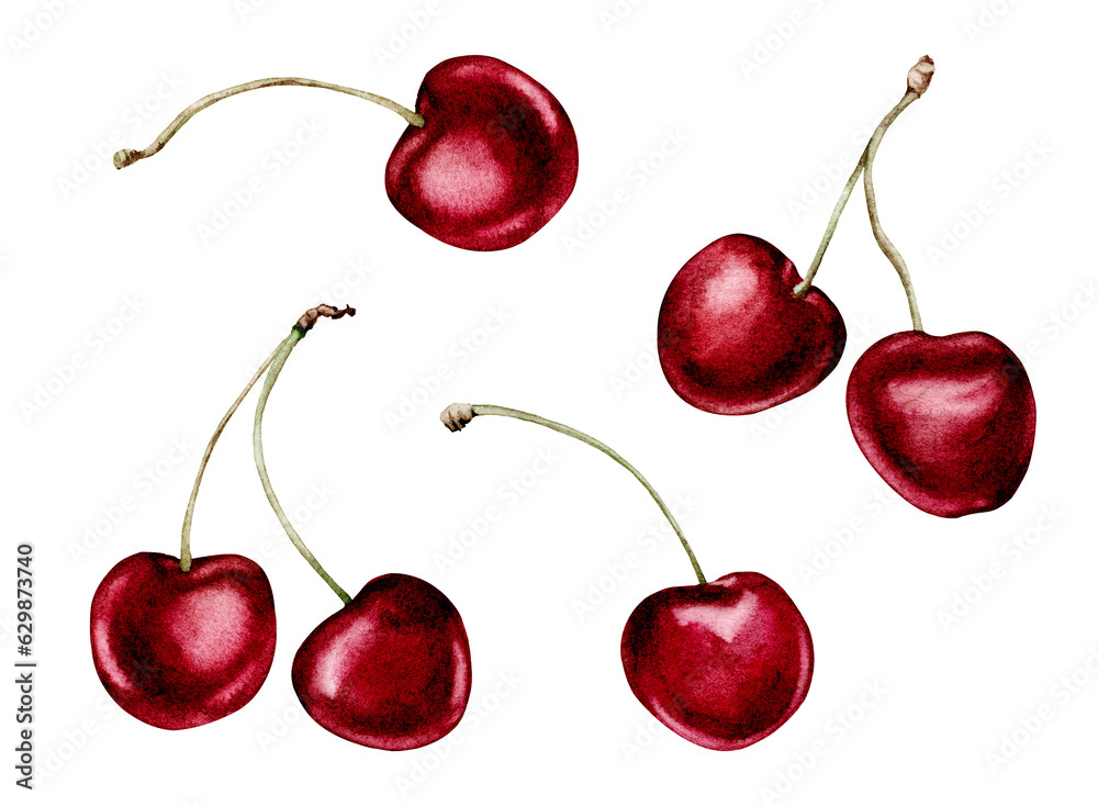 cherry fruits collection realistic botanical watercolor illustration ...