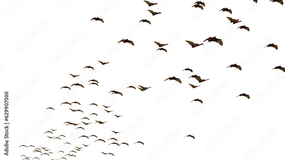 group of swarming bats isolated on transparent background Stock ...
