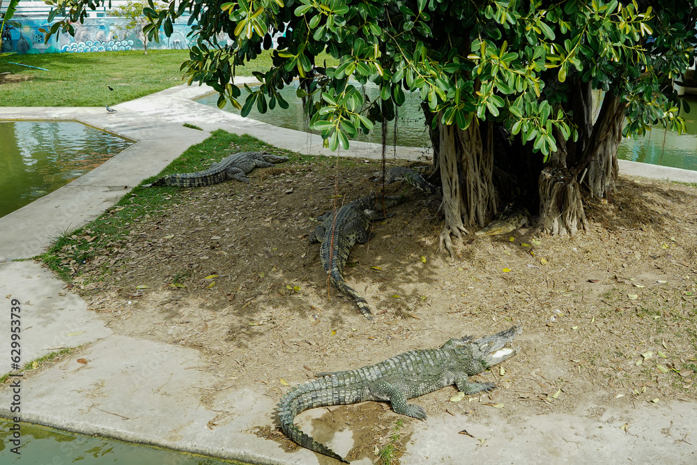 Crocodiles laydown bask in sunny day. Alligators surrounding pond in ...
