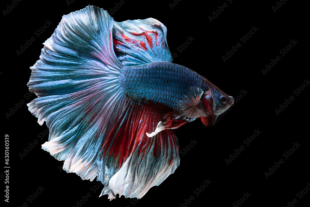 Striking blue color and graceful fin movements, this betta fish becomes ...