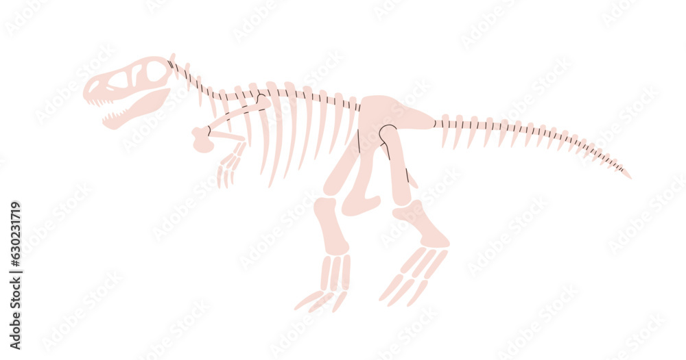 Dinosaur skeleton. Tyrannosaurus rex fossils. Old extinct animal, trex ...