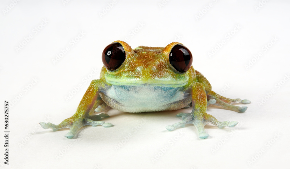 Uluguru forest tree frog // Uluguru-Waldsteigerfrosch (Leptopelis ...