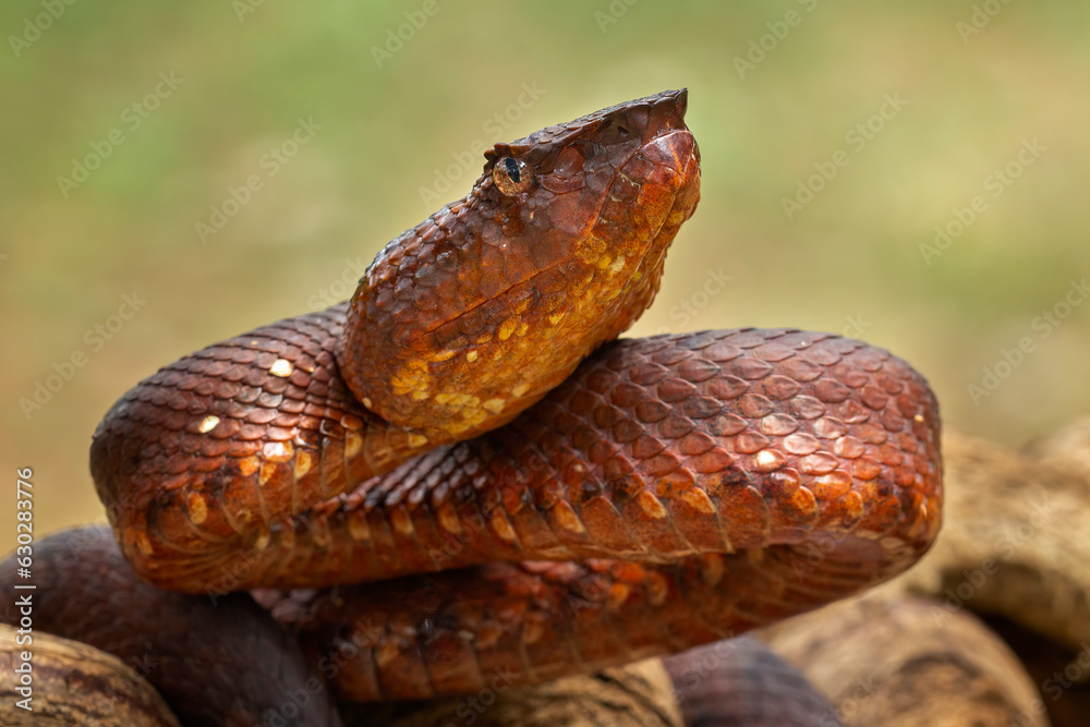 Photo Stock Craspedocephalus puniceus is a venomous pit viper species ...