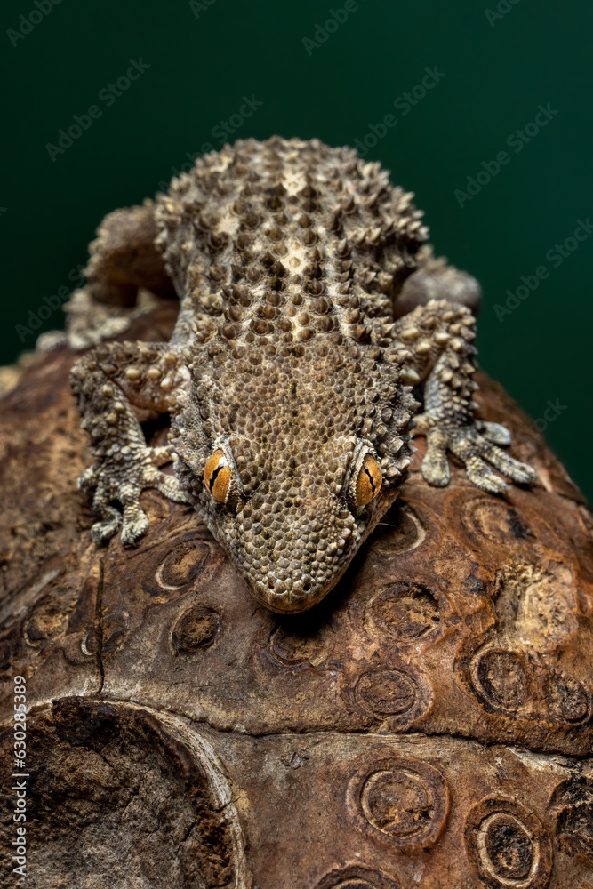 Crocodile Gecko (Tarentola mauritanica) is a robust gecko. It gets its ...