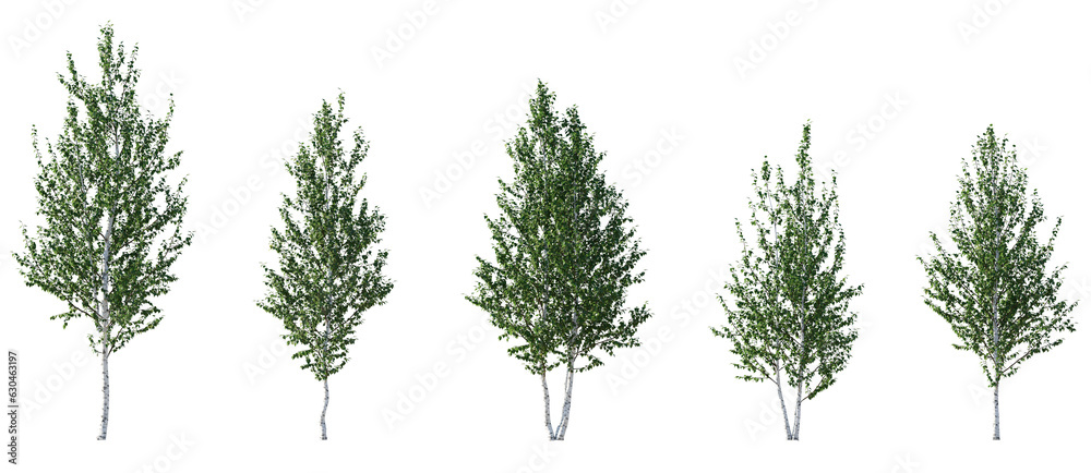 Birch trees betula medium trees isolated png in sunny daylight on a ...