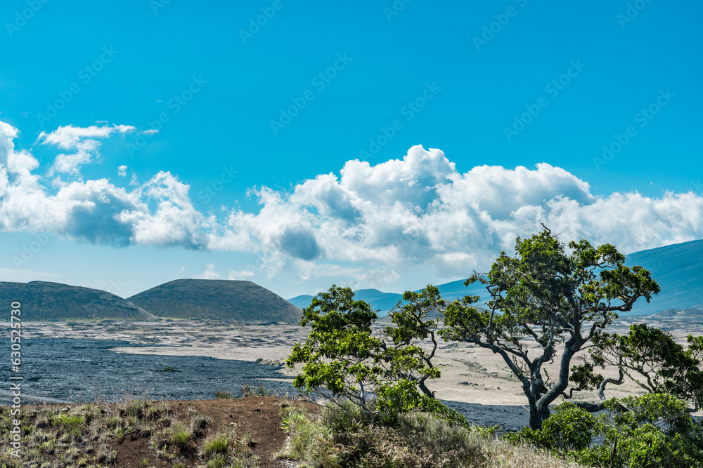Acacia koa, commonly known as koa,[3] is a species of flowering tree in ...