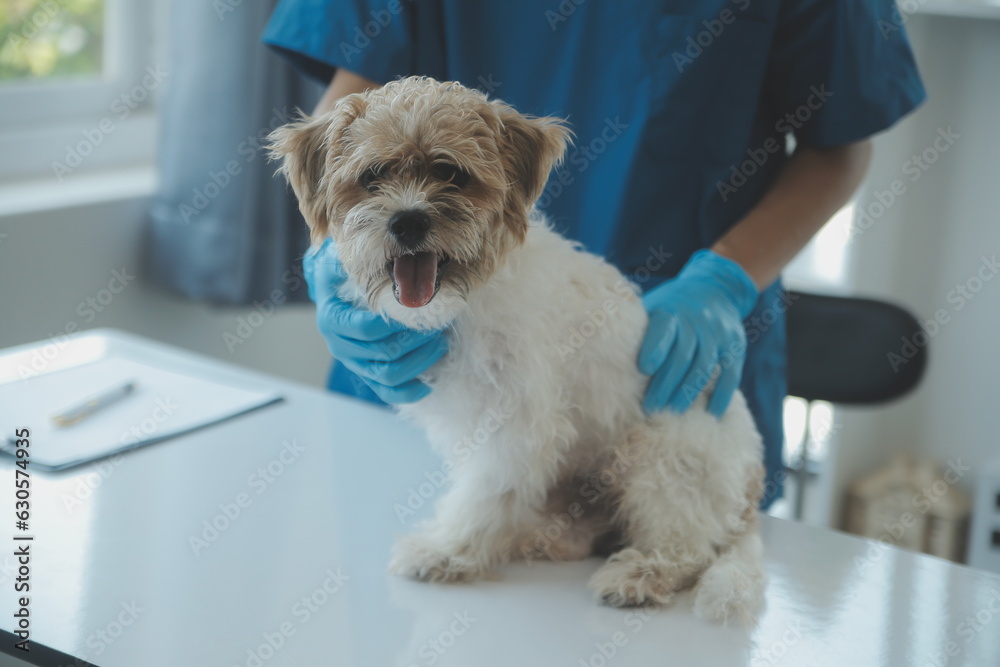 Vet examining dog and cat. Puppy and kitten at veterinarian doctor ...