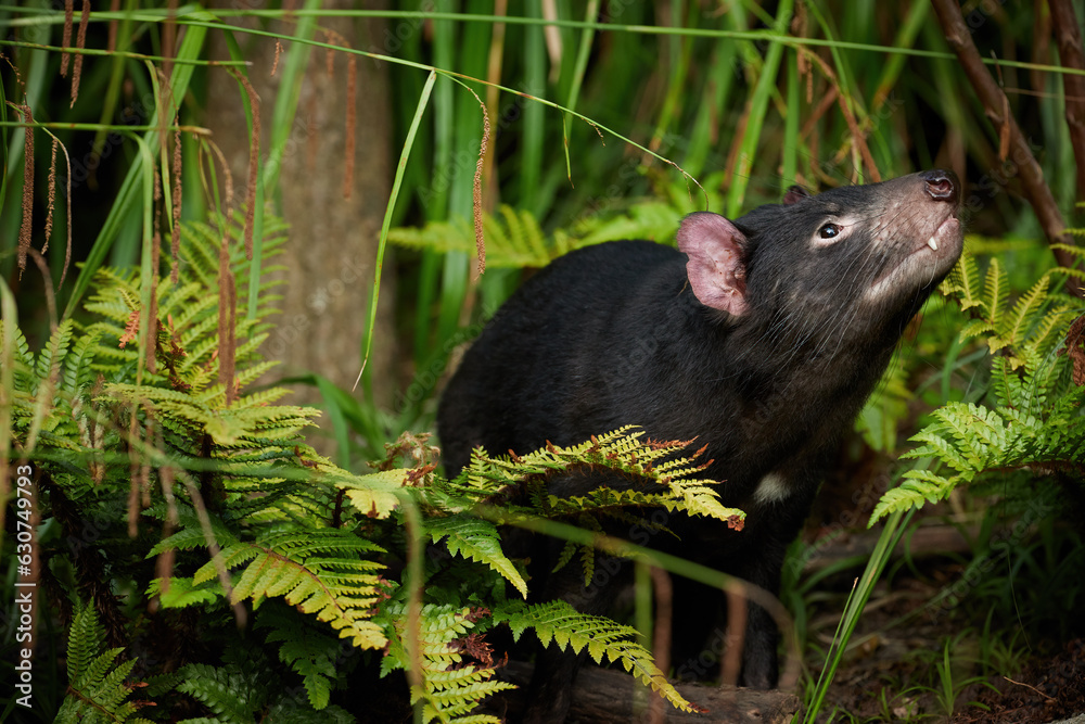 Tasmanian devil, Sarcophilus harrisii,the largest carnivorous marsupial ...