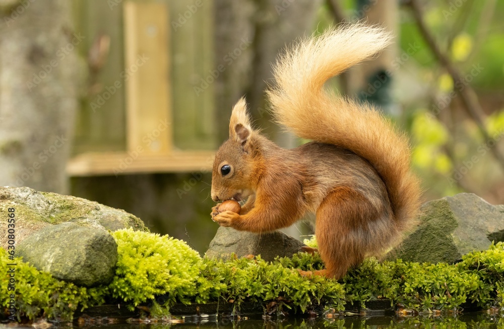 Red squirrel sits atop the trunk of a tall deciduous tree, holding a ...