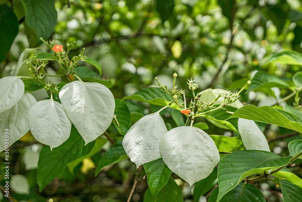 Mussaenda frondosa, commonly known as the wild mussaenda or dhobi tree ...