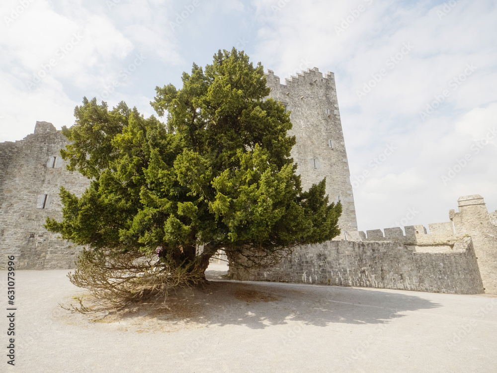 Single green tree grows in a castle yard, warm sunny day. Trip to ...