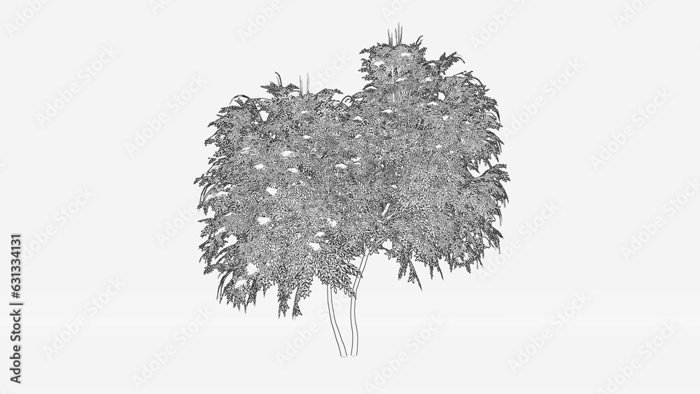 black elder tree outline. sambucus nigra line drawing. elder tree ...