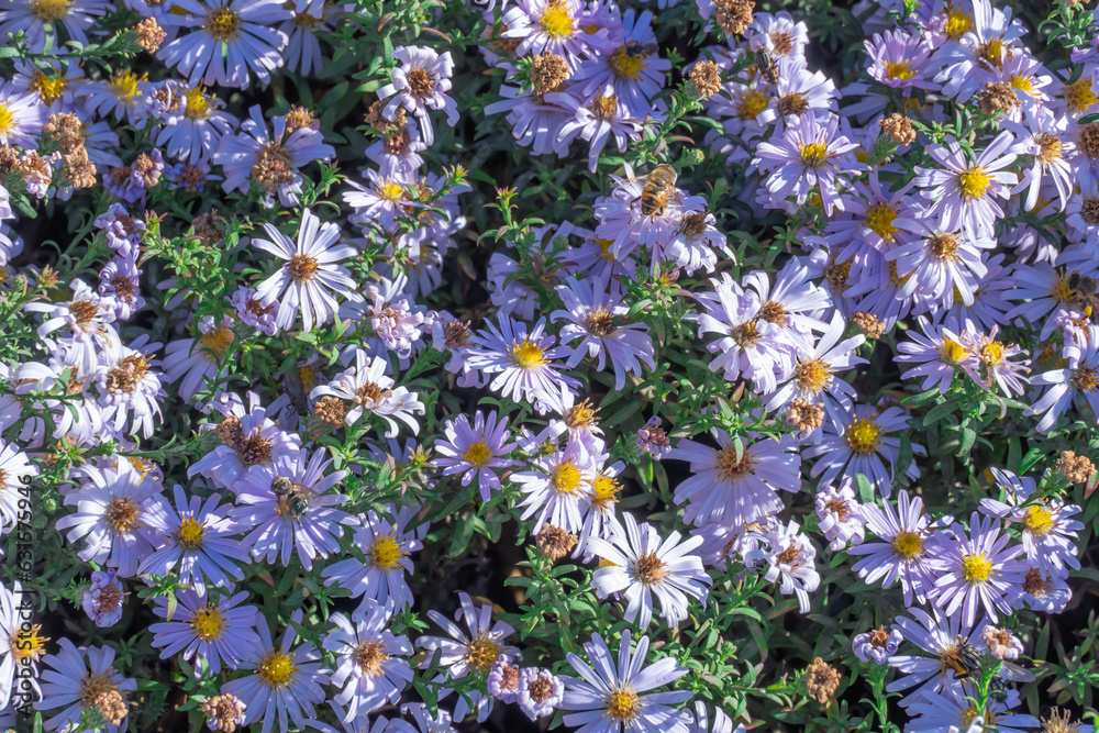 Violet flowers of bushy aster blossom in autumn park. Perennial plant ...