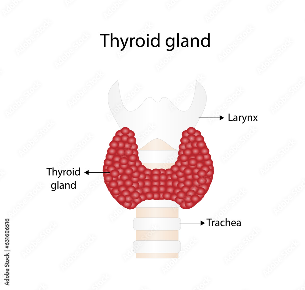Thyroid gland, trachea and larynx. Anatomy of the thyroid gland. Medical concept. Vector ...