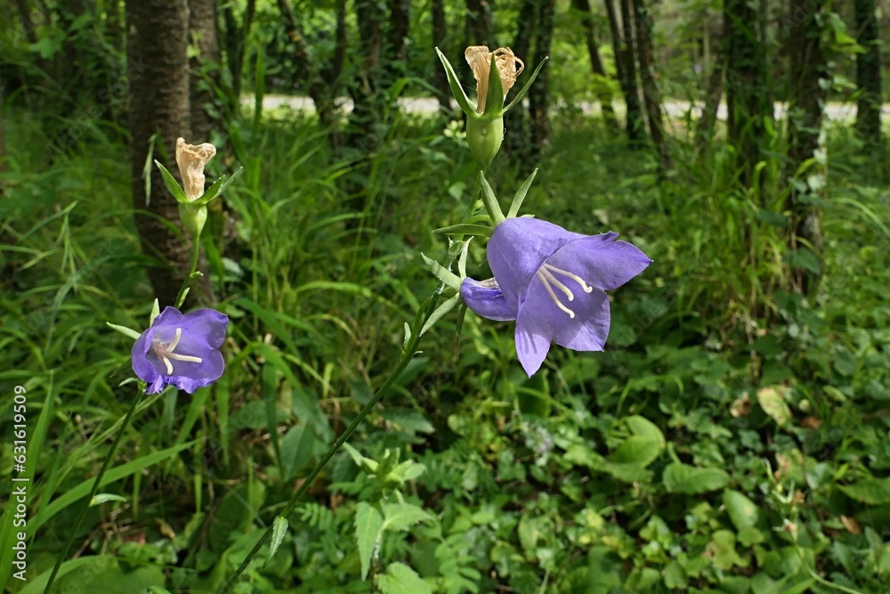 Bell shaped blue flowers of peach-leaved bellflower, latin name ...