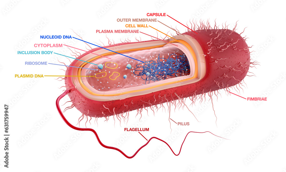 Anatomy of a Rod-shaped, Gram negative bacteria. Cross section with ...