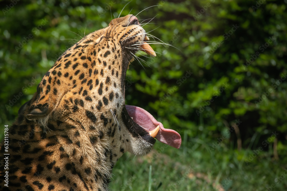 Photo Stock Yawning Javan Leopard Portrait in Zoo. Panthera Pardus ...