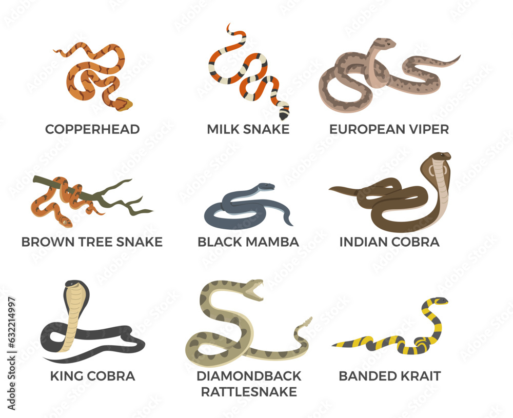 Venomous snakes set, infographic with names - flat vector illustration ...