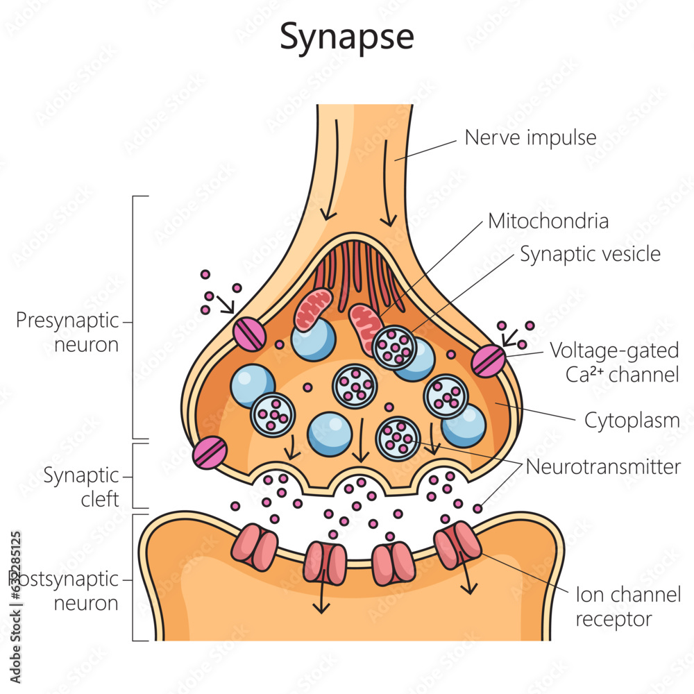 Scheme of nerve synapse chemical synaptic connection diagram schematic vector illustration ...