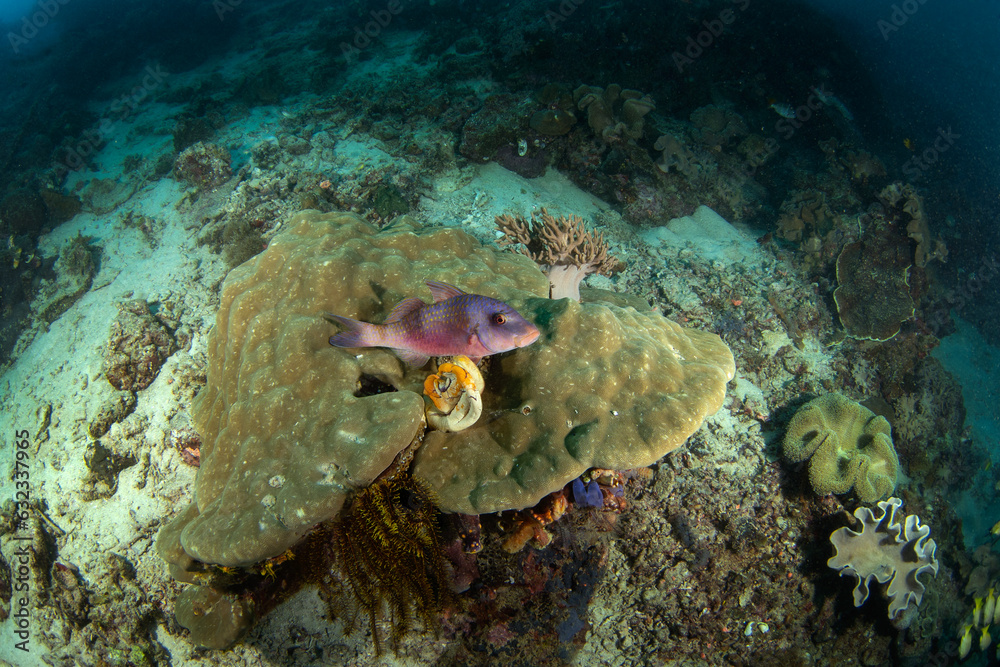 Manybar goatfish on the seabed in Raja Ampat. Parupeneus multifasciatus ...