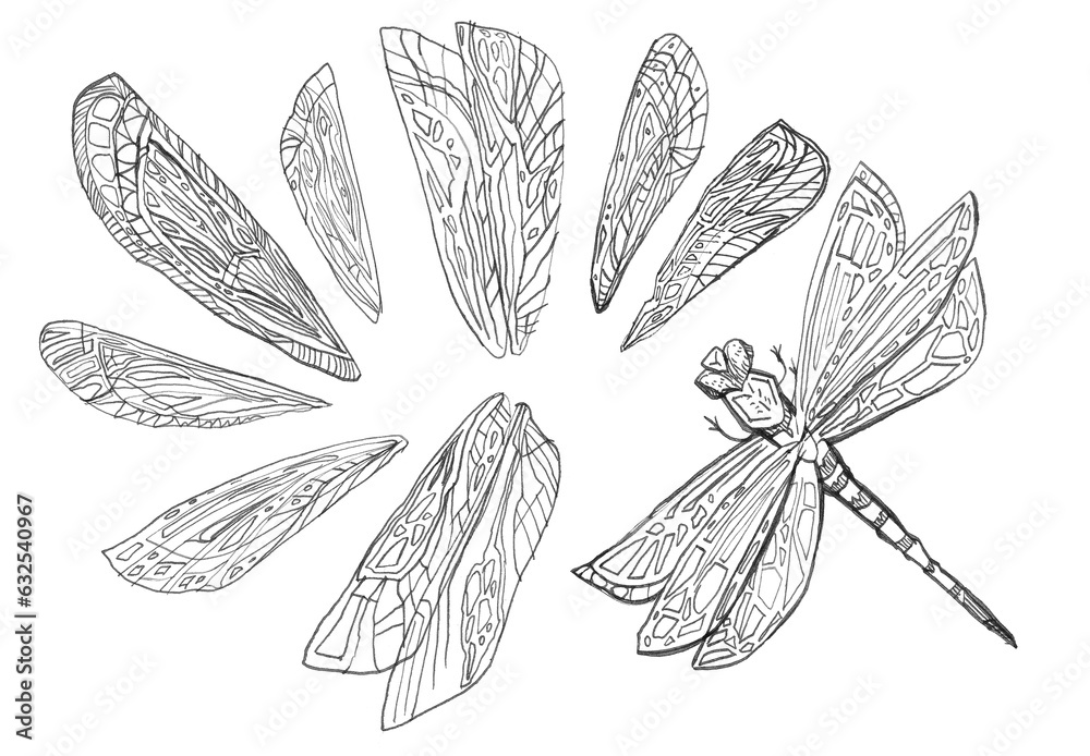 dragonfly linear simple drawing with different variants of wings. hand ...