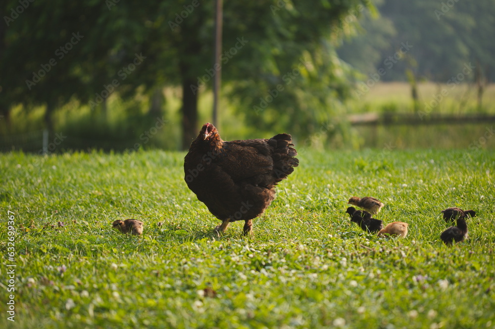 Baby chickens with their mother hen on a small farm in Ontario, Canada ...