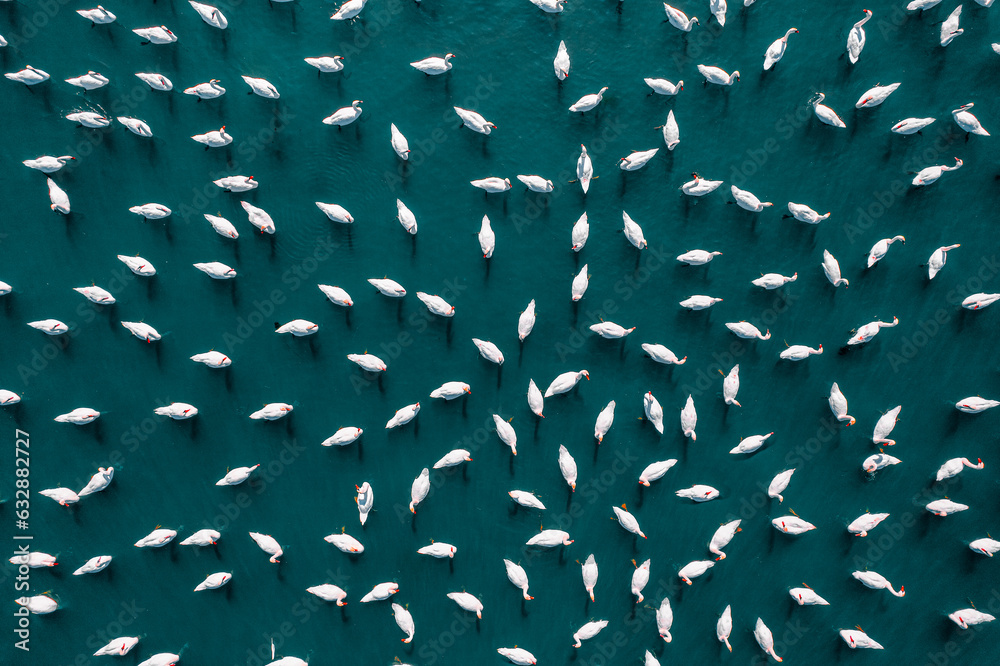 Aerial view of flock of swans Stock Photo | Adobe Stock