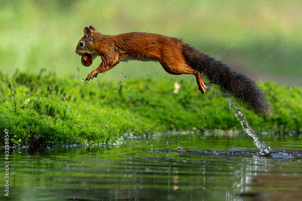 Eurasian red squirrel (Sciurus vulgaris) jumping in the forest of Noord ...
