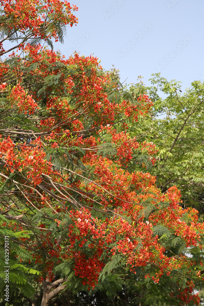 Delonix Regia, family Fabaceae, subfamily Caesalpinioideae, in summer ...